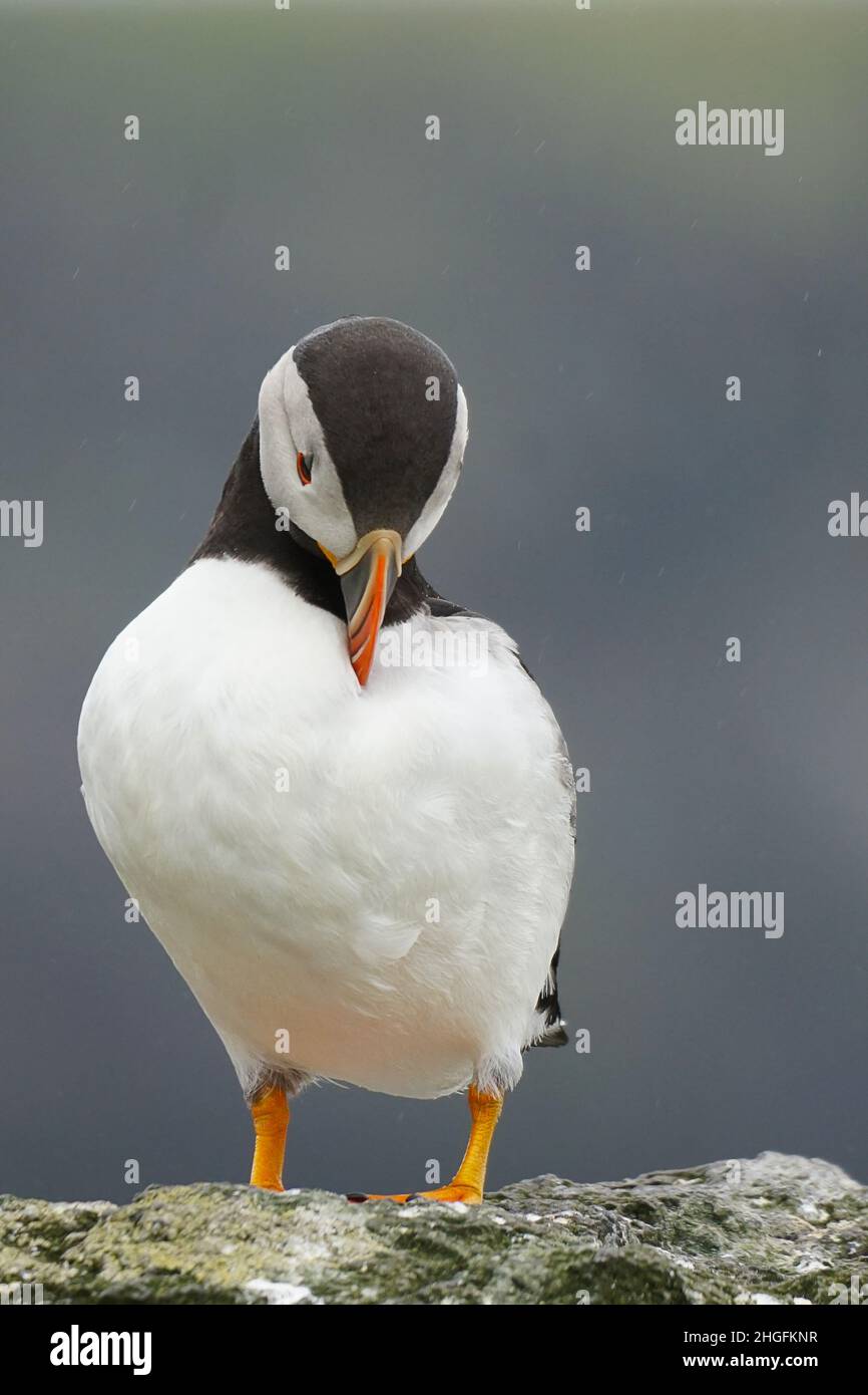 Puffin preening its chest feathers Stock Photo - Alamy