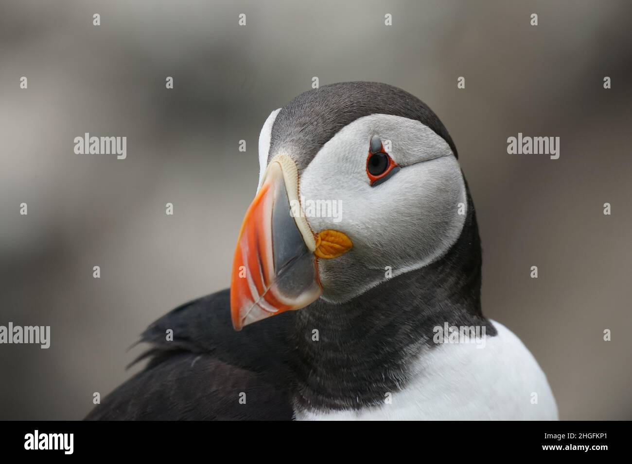 Puffin face hi-res stock photography and images - Alamy