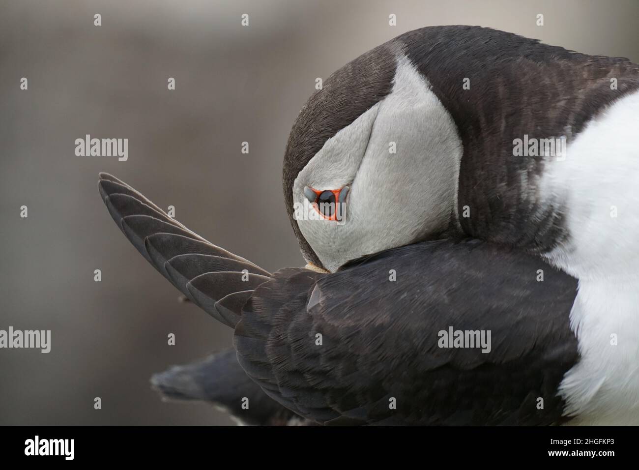 Puffin preening hi-res stock photography and images - Alamy