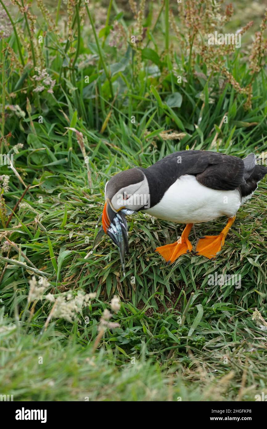 Puffin returning to its burrow with food Stock Photo - Alamy