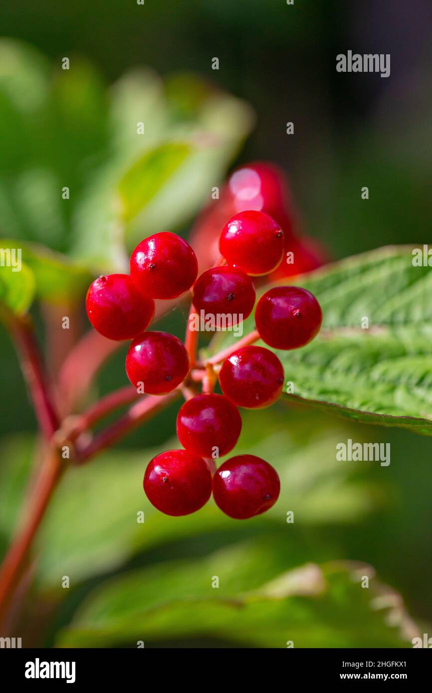 Viburnum opulus fruit Stock Photo - Alamy
