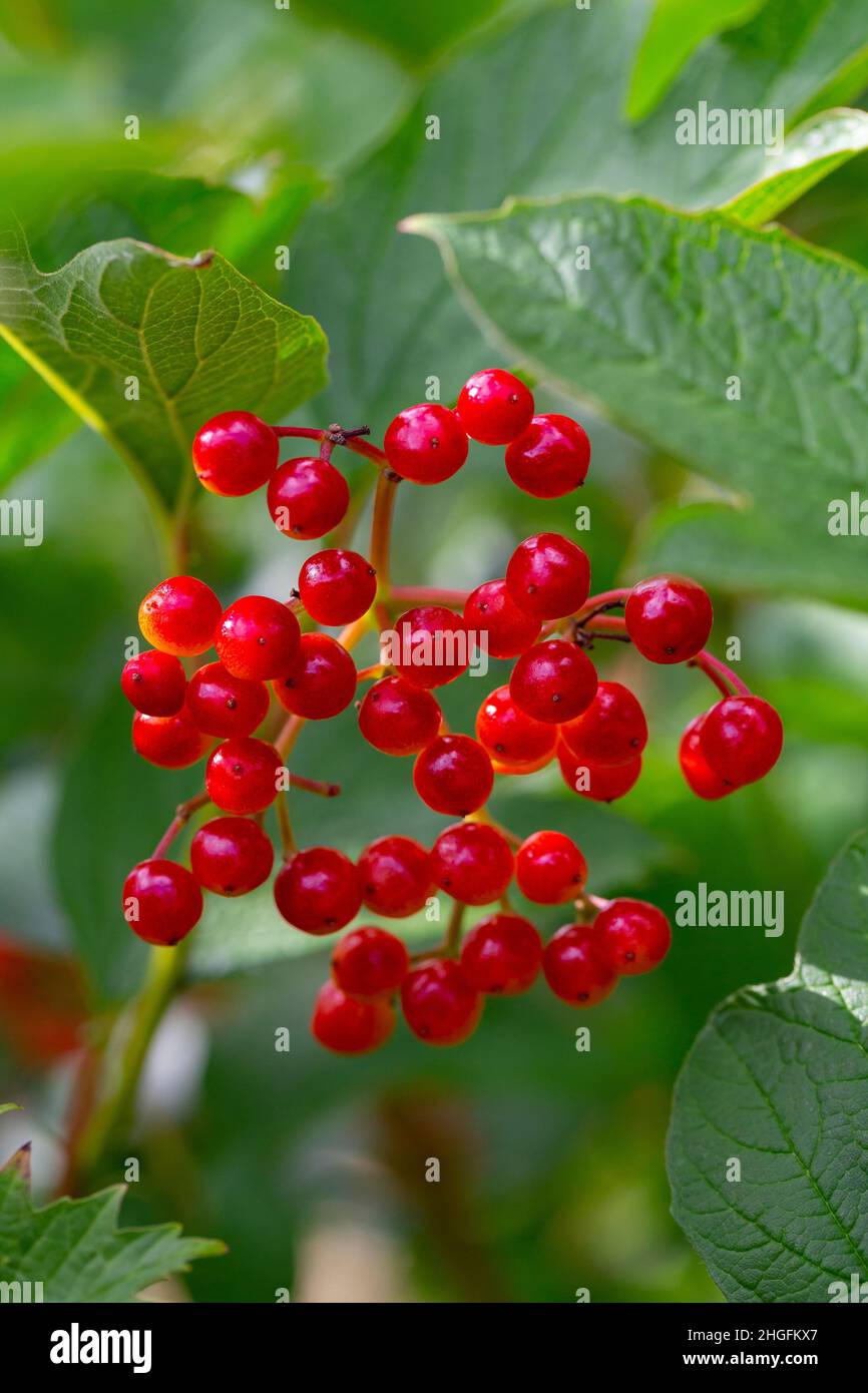 Viburnum opulus fruit Stock Photo - Alamy