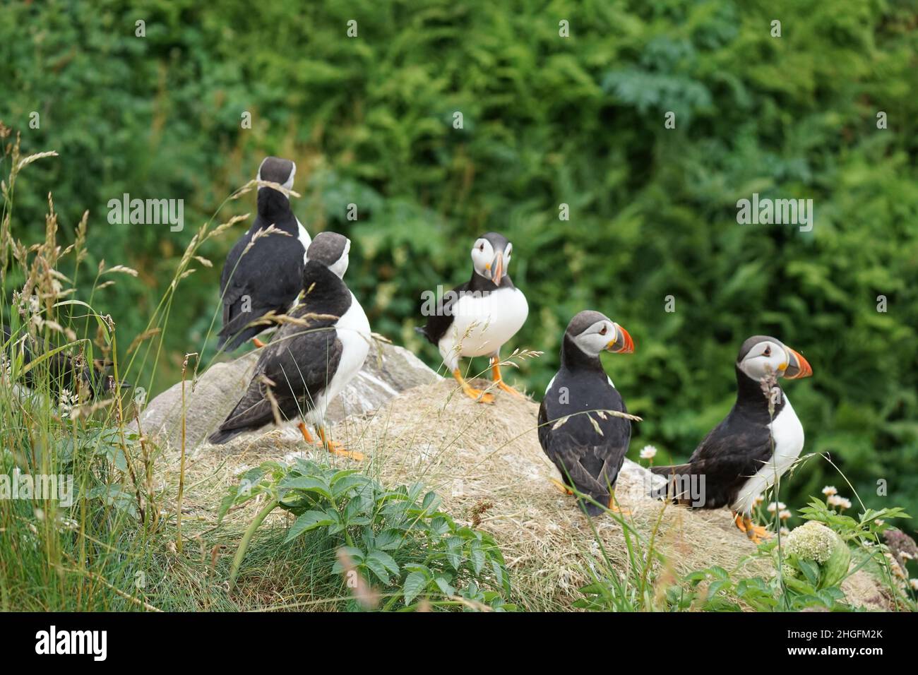 A circus of puffins sitting on a rock Stock Photo - Alamy