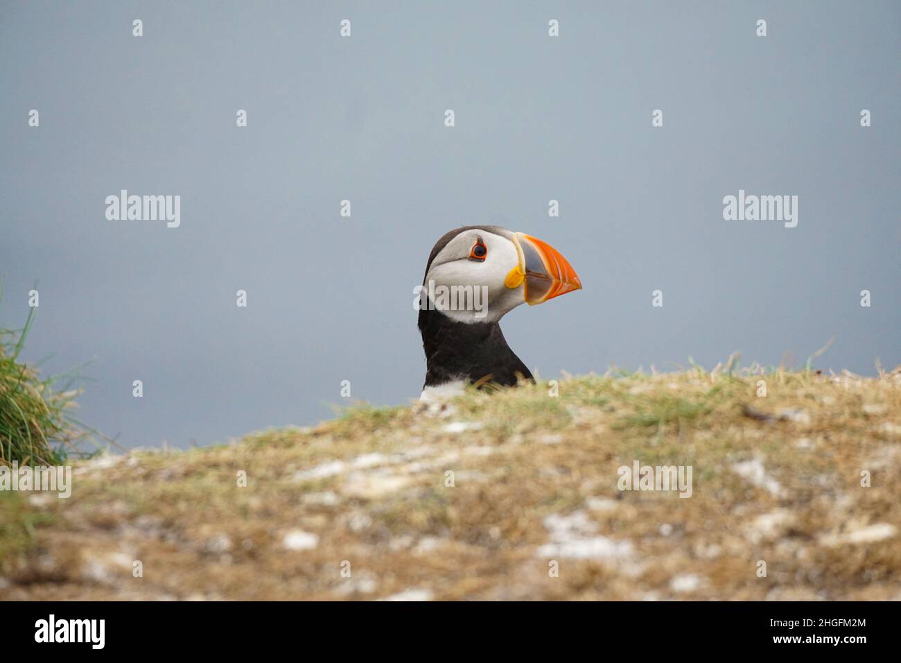 Puffin head hi-res stock photography and images - Alamy