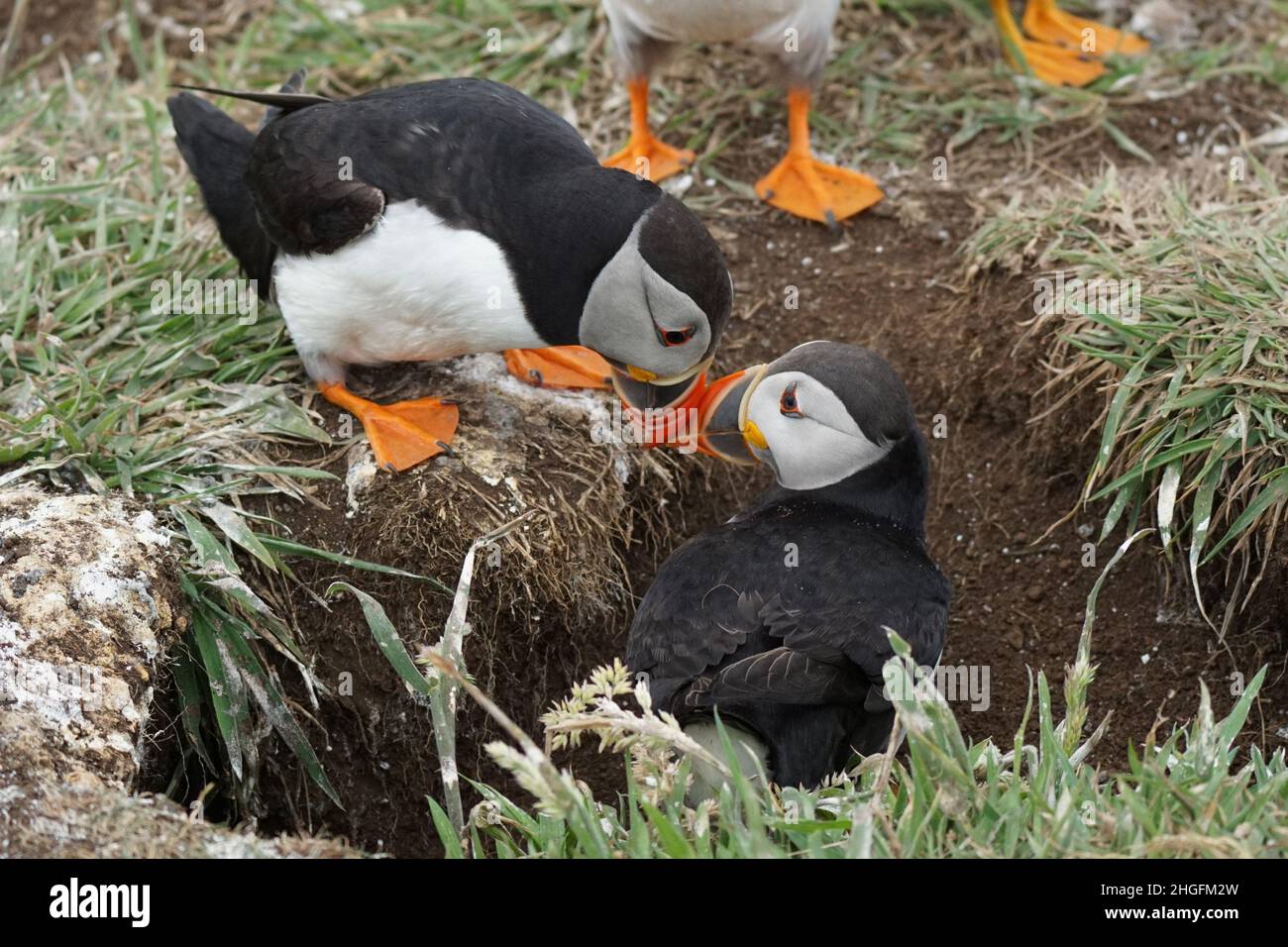 Puffin mating ritual hi-res stock photography and images - Alamy
