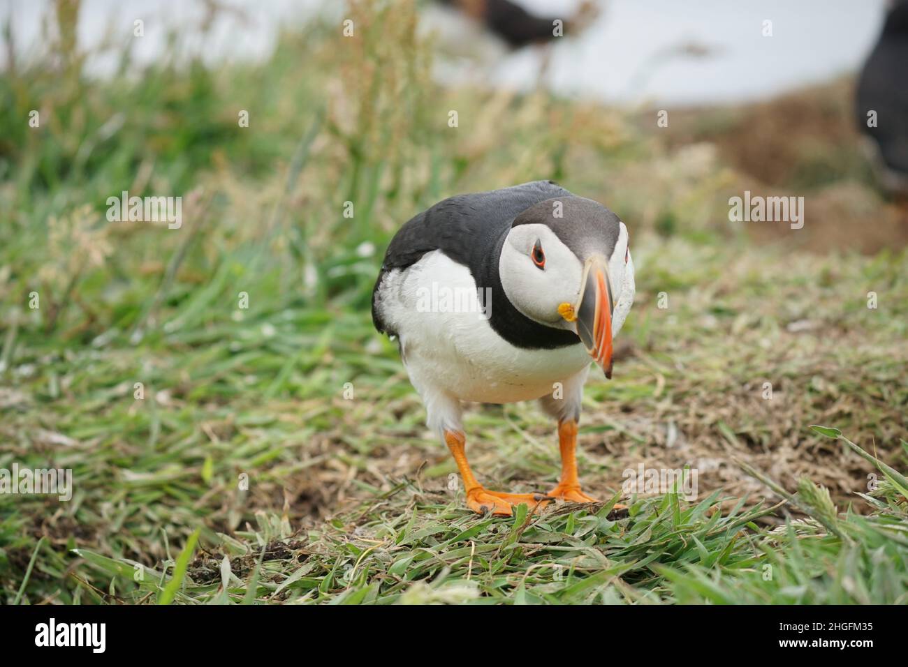 Close up of puffin in burrow hi-res stock photography and images - Alamy