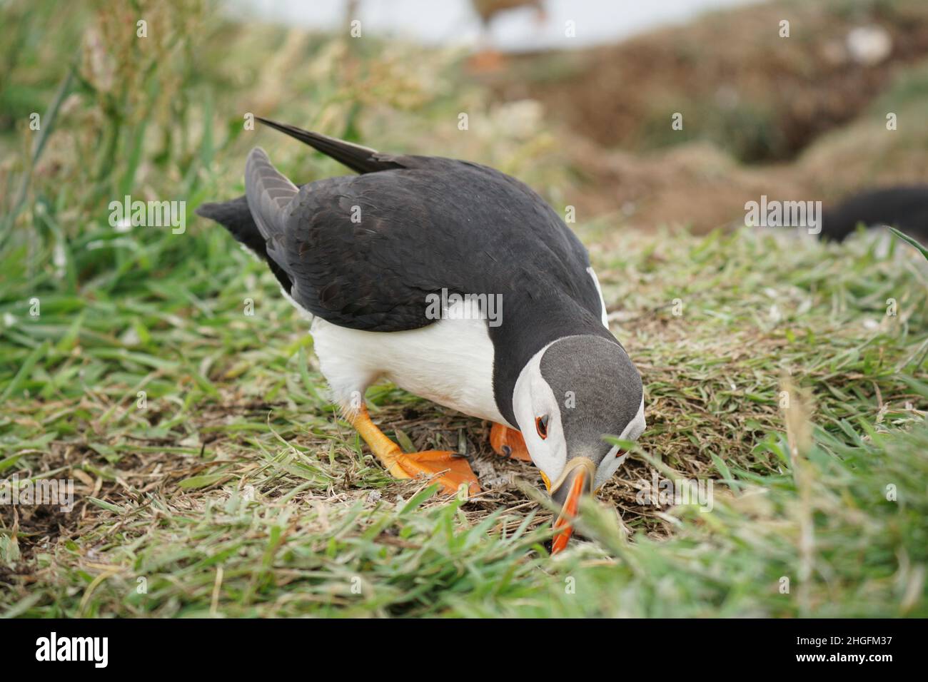 Close up of puffin in burrow hi-res stock photography and images - Alamy