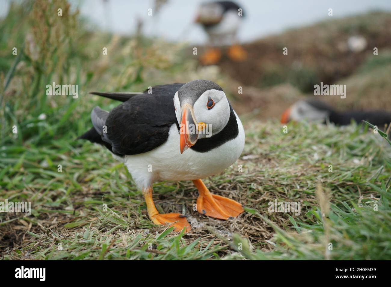 Puffin searching for its burrow Stock Photo - Alamy