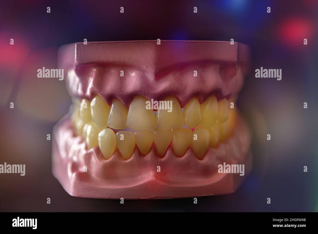 Close-up of an anatomical dental tooth model in a fancy setting Stock ...