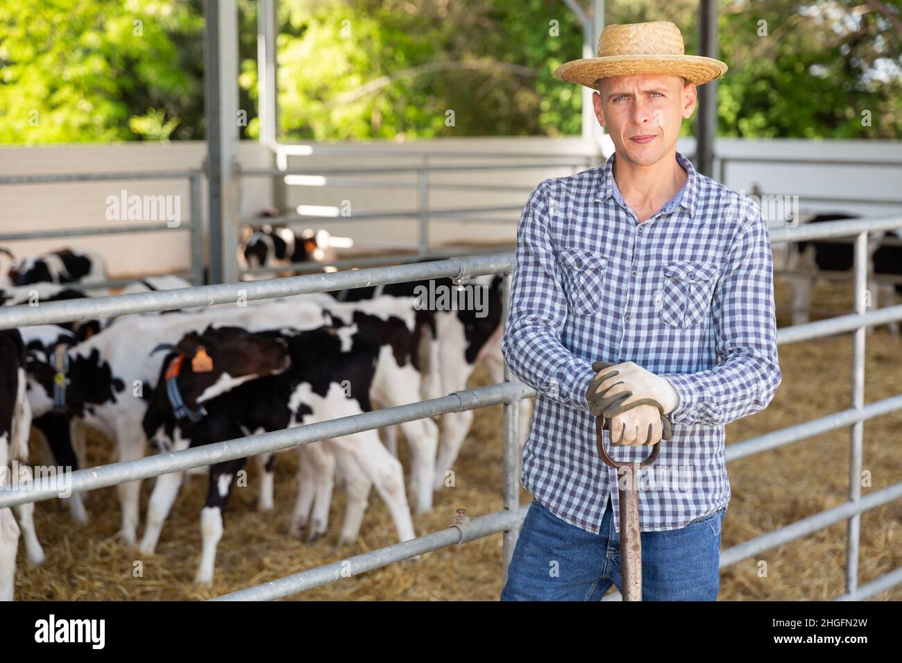 Cow farm owner posing in barn Stock Photo - Alamy