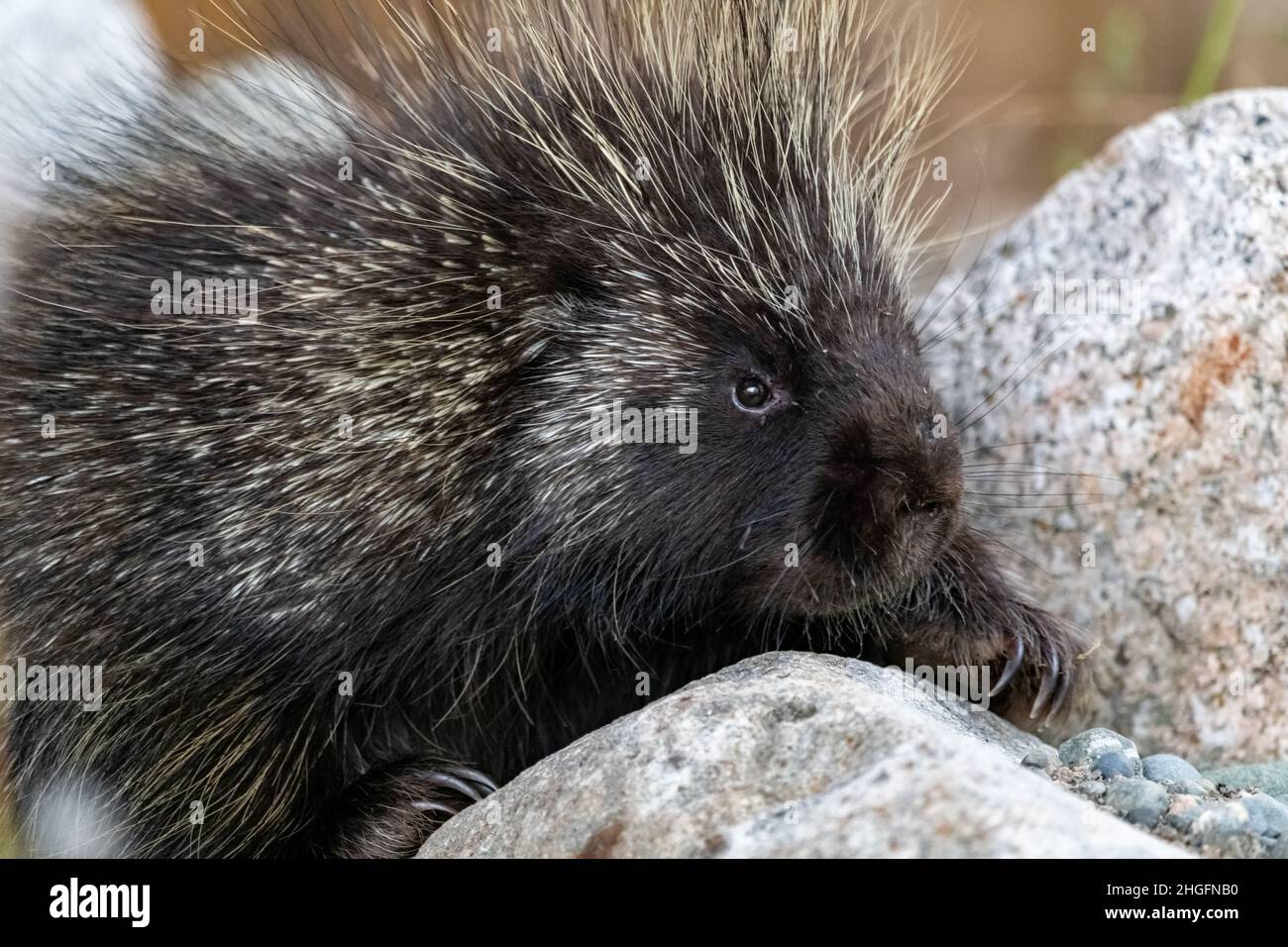 Close up face of a wild porcupine seen in northern Canada during summer ...