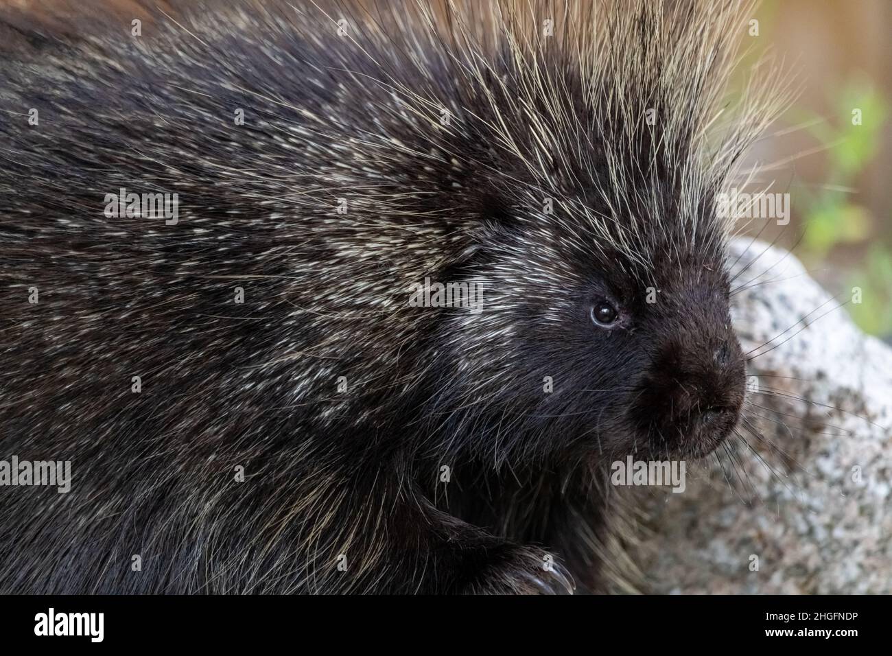 Close up face of a wild porcupine seen in northern Canada during summer ...