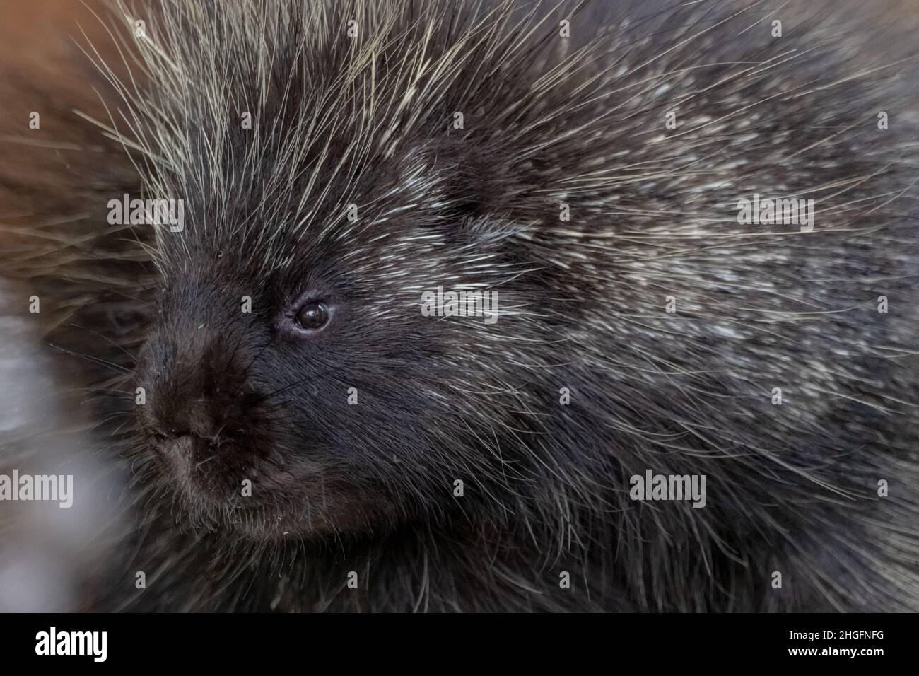 Close up face of a wild porcupine seen in northern Canada during summer ...