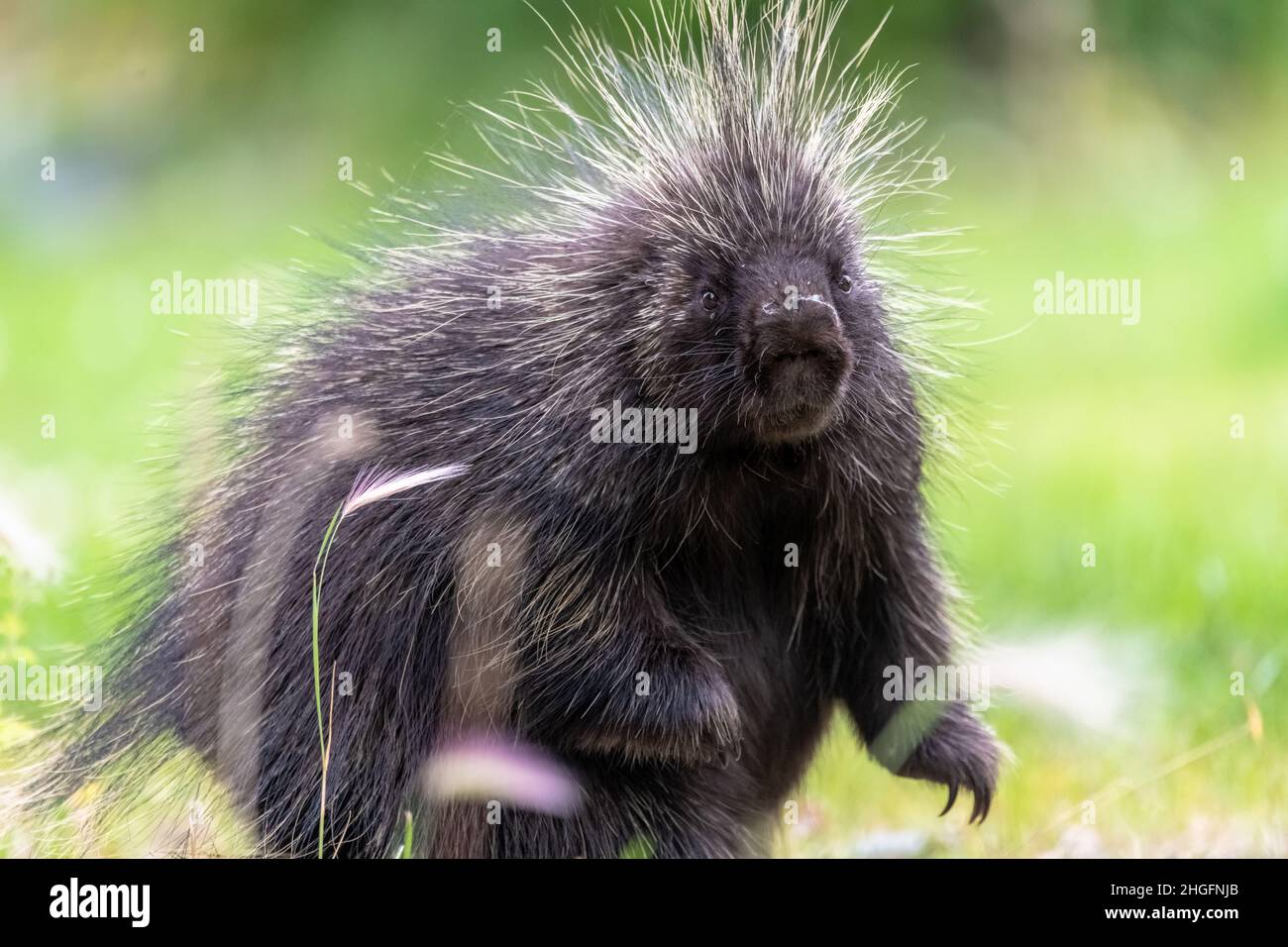 Wild porcupine seen in summer time, standing up, looking at camera ...
