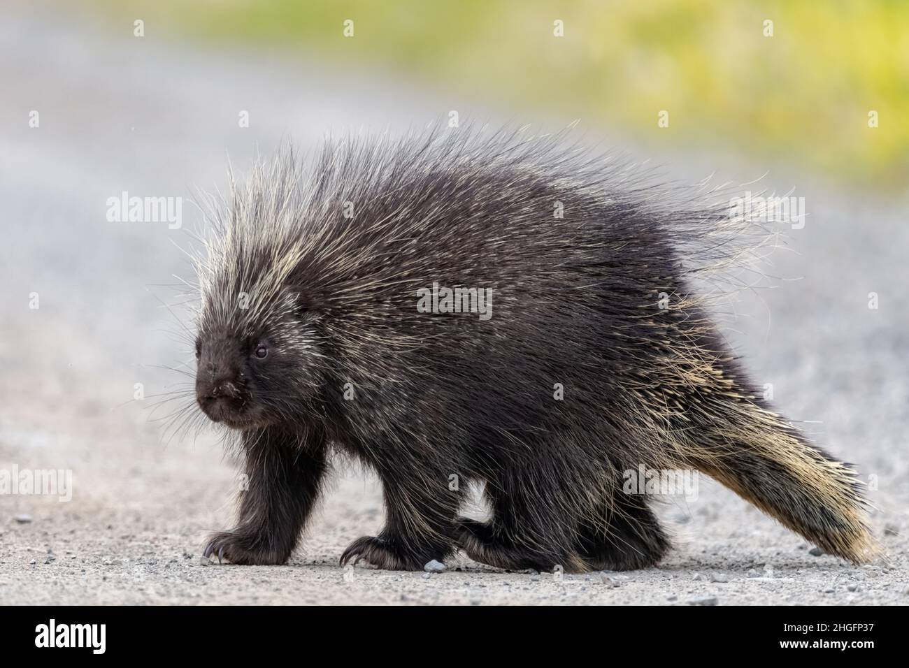Small, wild porcupine seen walking across a road in northern Canada ...