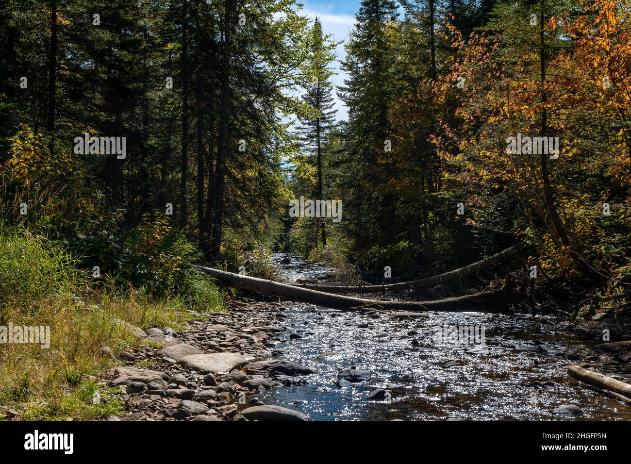 River flowing over rocks and past trees in a forest in Minnesota in ...