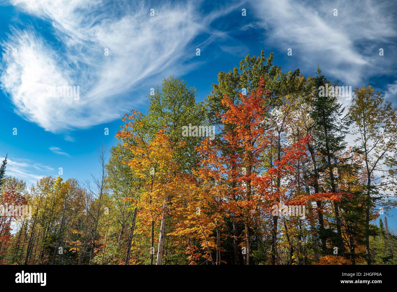 Autum color from maple trees with gold orange red and green pines on a ...