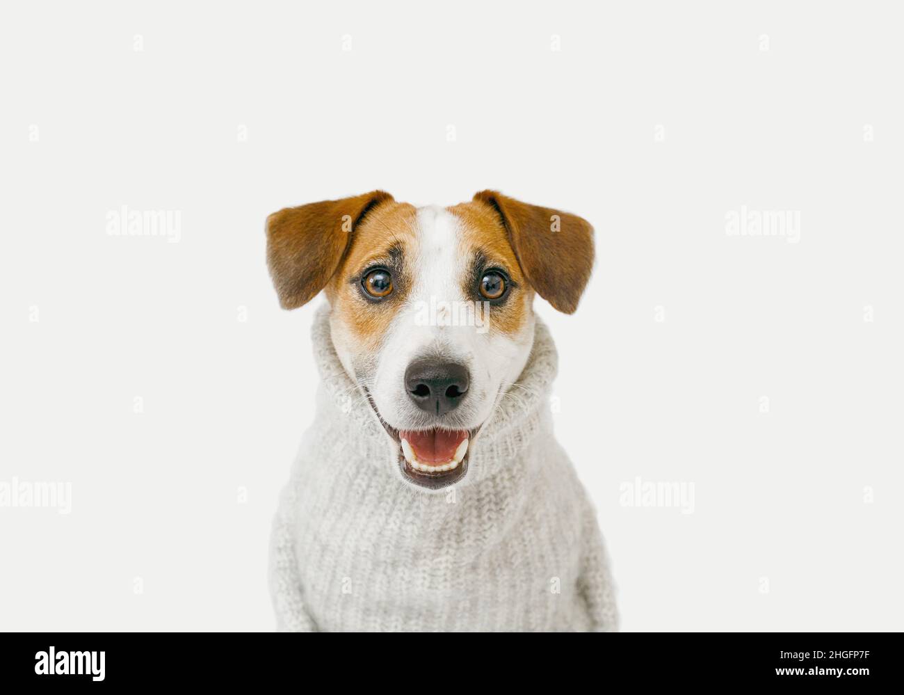 Cute jack Russell wearing gray sweater sitting on light background ...