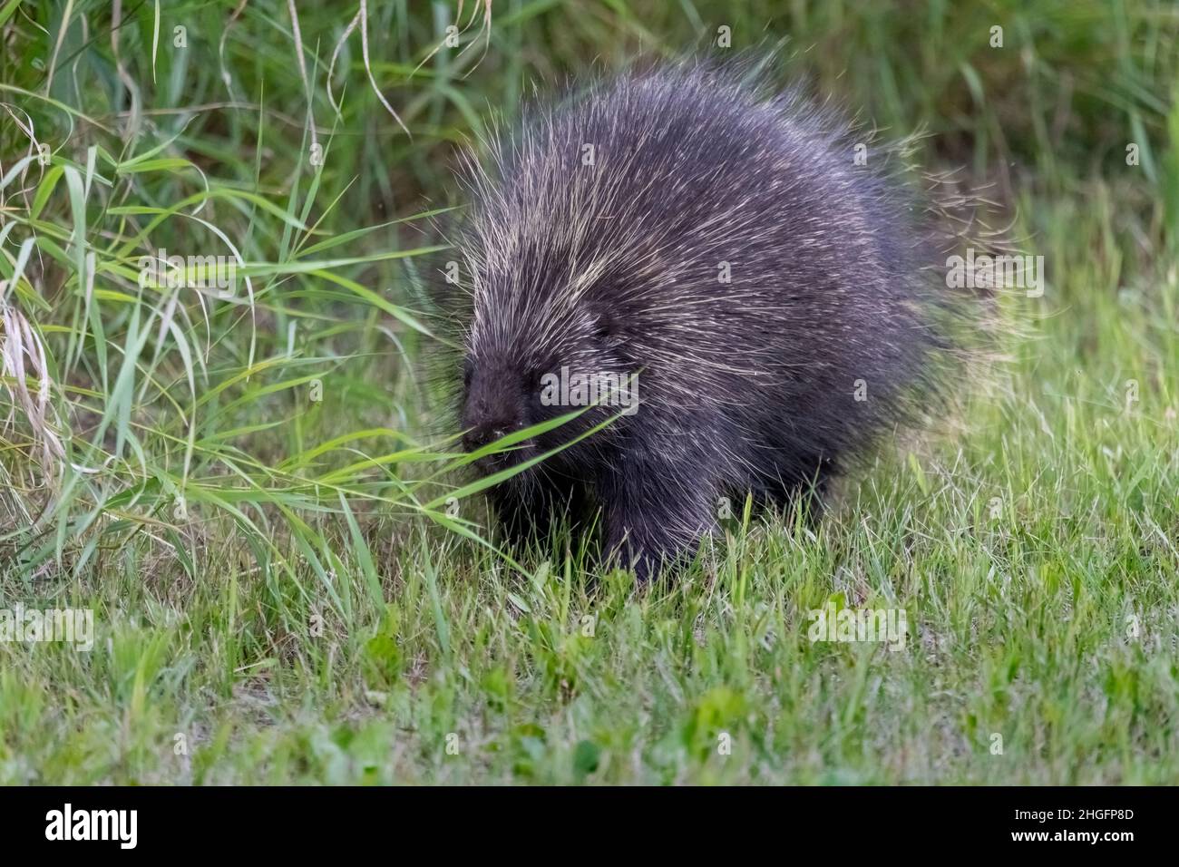 Small wild porcupine seen in summer time in grassy patch of land Stock ...
