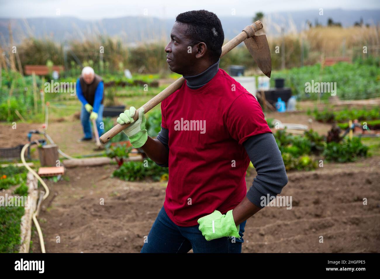 Focused African American with hoe in kitchen garden Stock Photo - Alamy