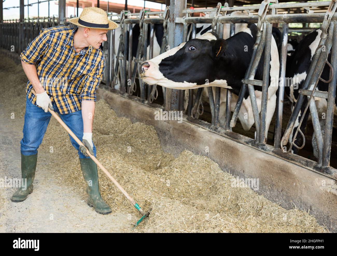 Portrait of male farm worker feeding cows Stock Photo - Alamy