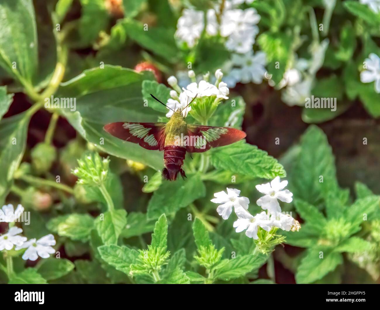 Clear-winged Hummingbird hawk moth Stock Photo - Alamy