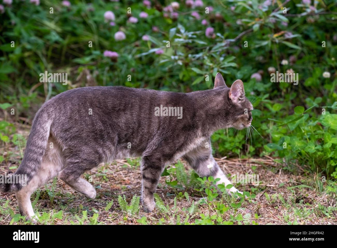 Side view of a domestic, gray tabby cat during summer time with green ...
