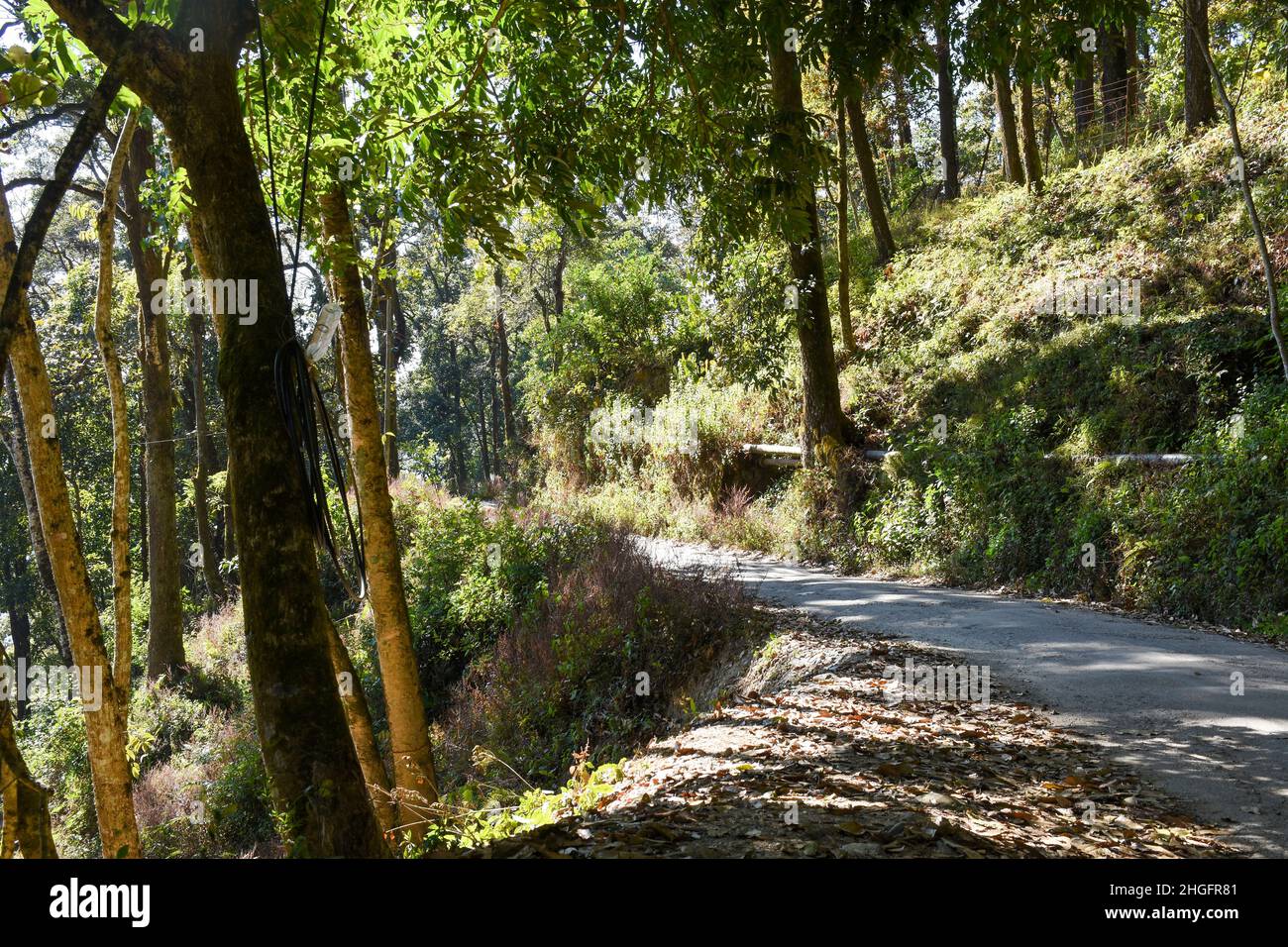 Sikkim forest hi-res stock photography and images - Alamy