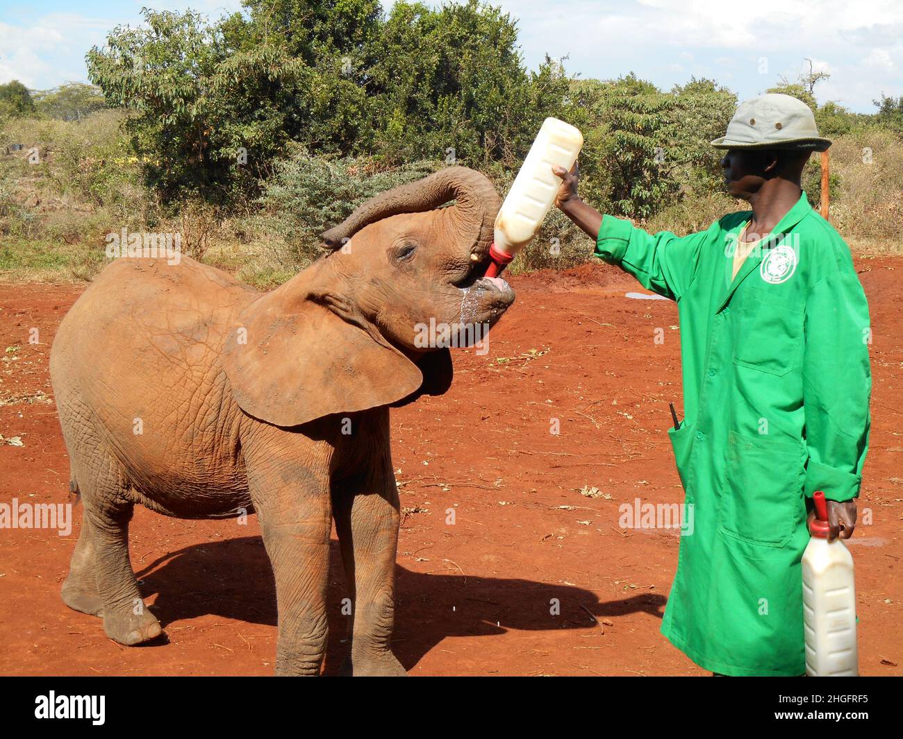 Couple african elephant young hi-res stock photography and images - Alamy