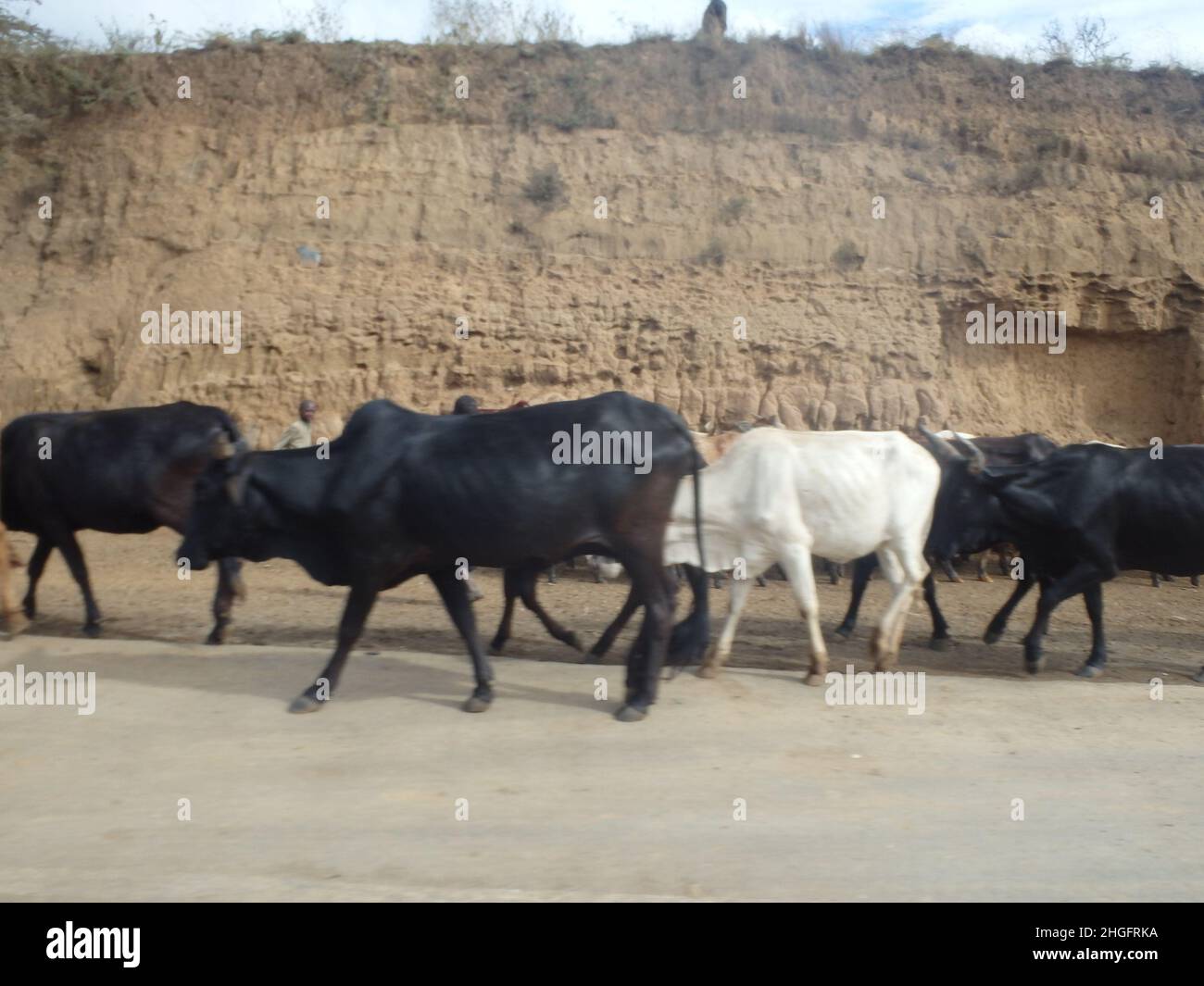 Cows crossing the road in Tanzania Africa Stock Photo - Alamy