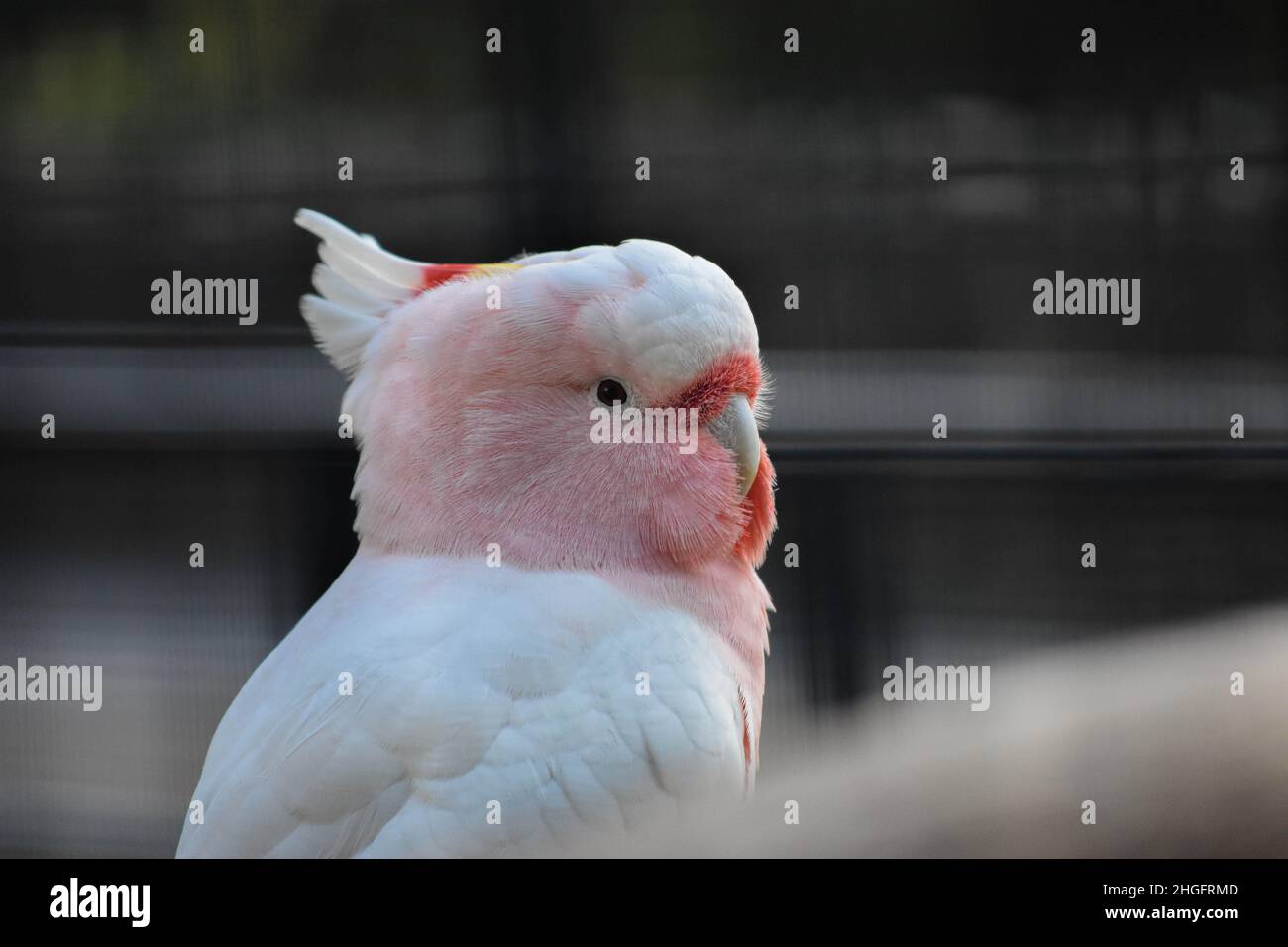 Galah - Bird Stock Photo - Alamy