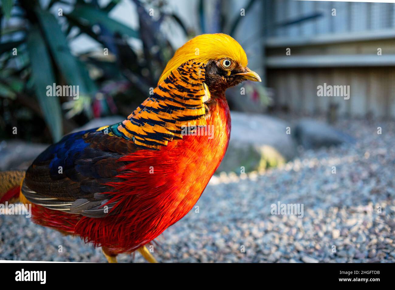 Colorful Golden pheasant bird Stock Photo - Alamy