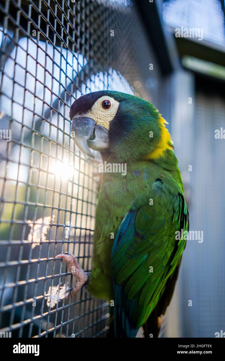 Green parrot hanging on a metal fence at an aviary Stock Photo - Alamy