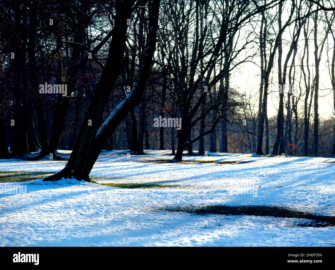 Winter Trees, English Garden, Munich, Germany Stock Photo - Alamy