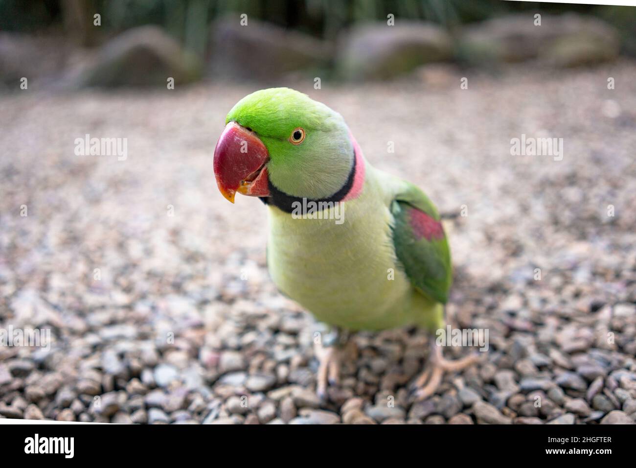 Green parrot with a red beat curiously posing for the camera Stock ...