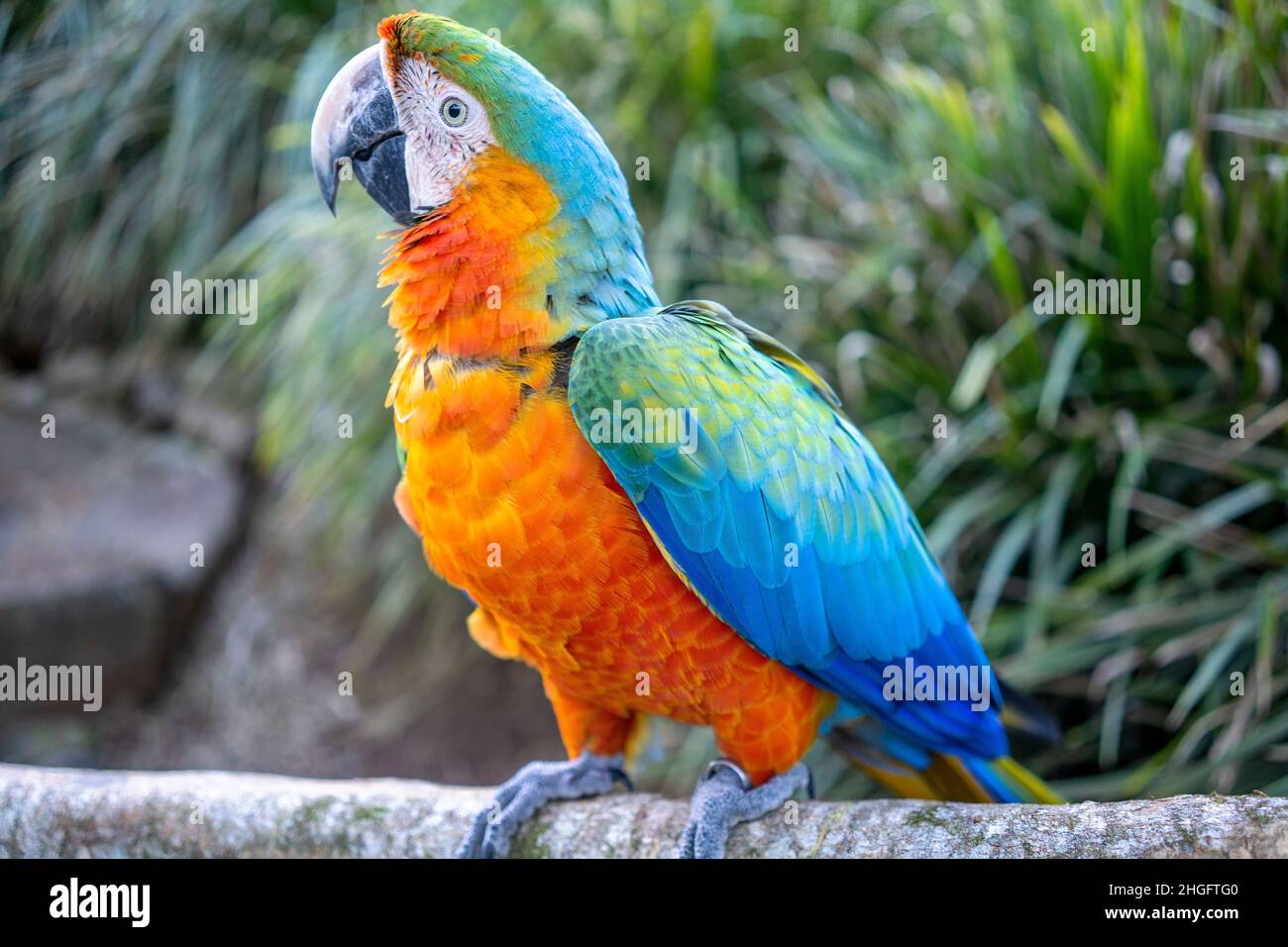 Full body shot of an orange and blue colourful Catalina macaw Stock ...