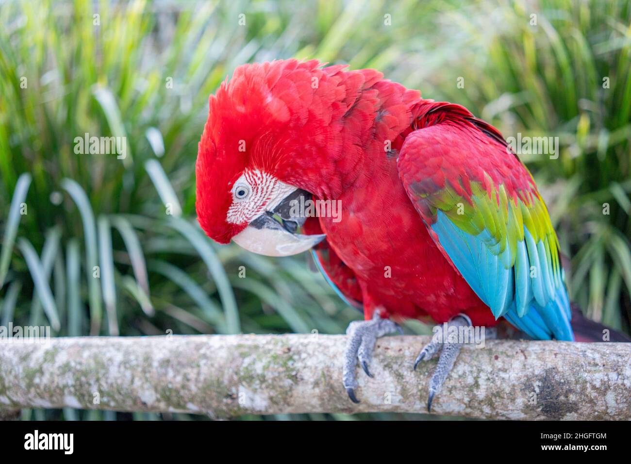 Red and green macaw with big beak relaxing on a branch Stock Photo - Alamy