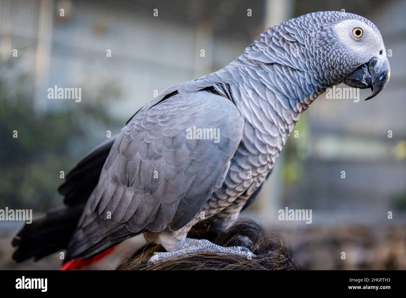 Side view bright red parrot hi-res stock photography and images - Alamy