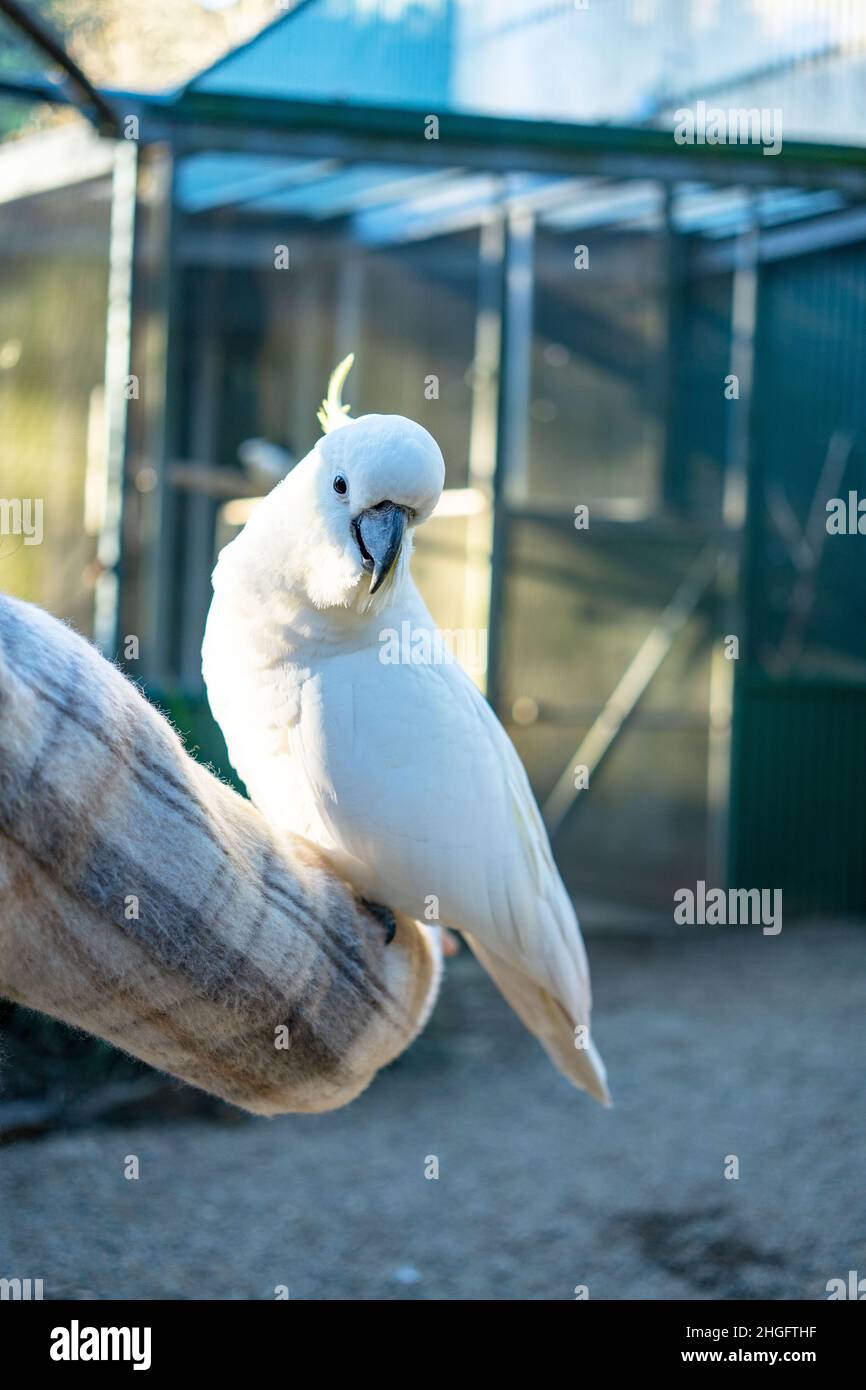 White parrot sitting on a lady's hand for a photo pose Stock Photo - Alamy