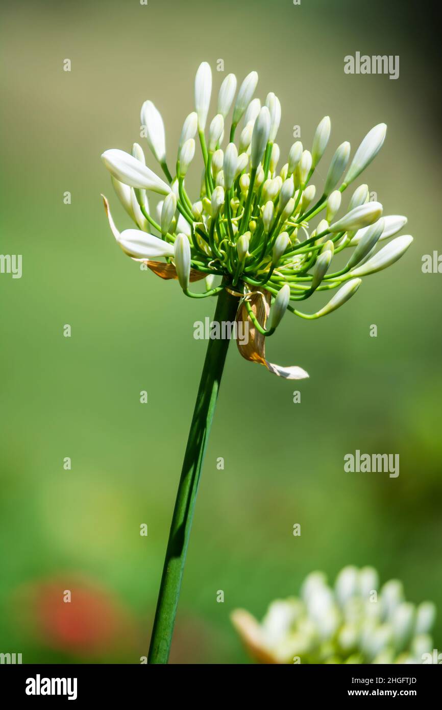 Bud shape flowers hi-res stock photography and images - Alamy