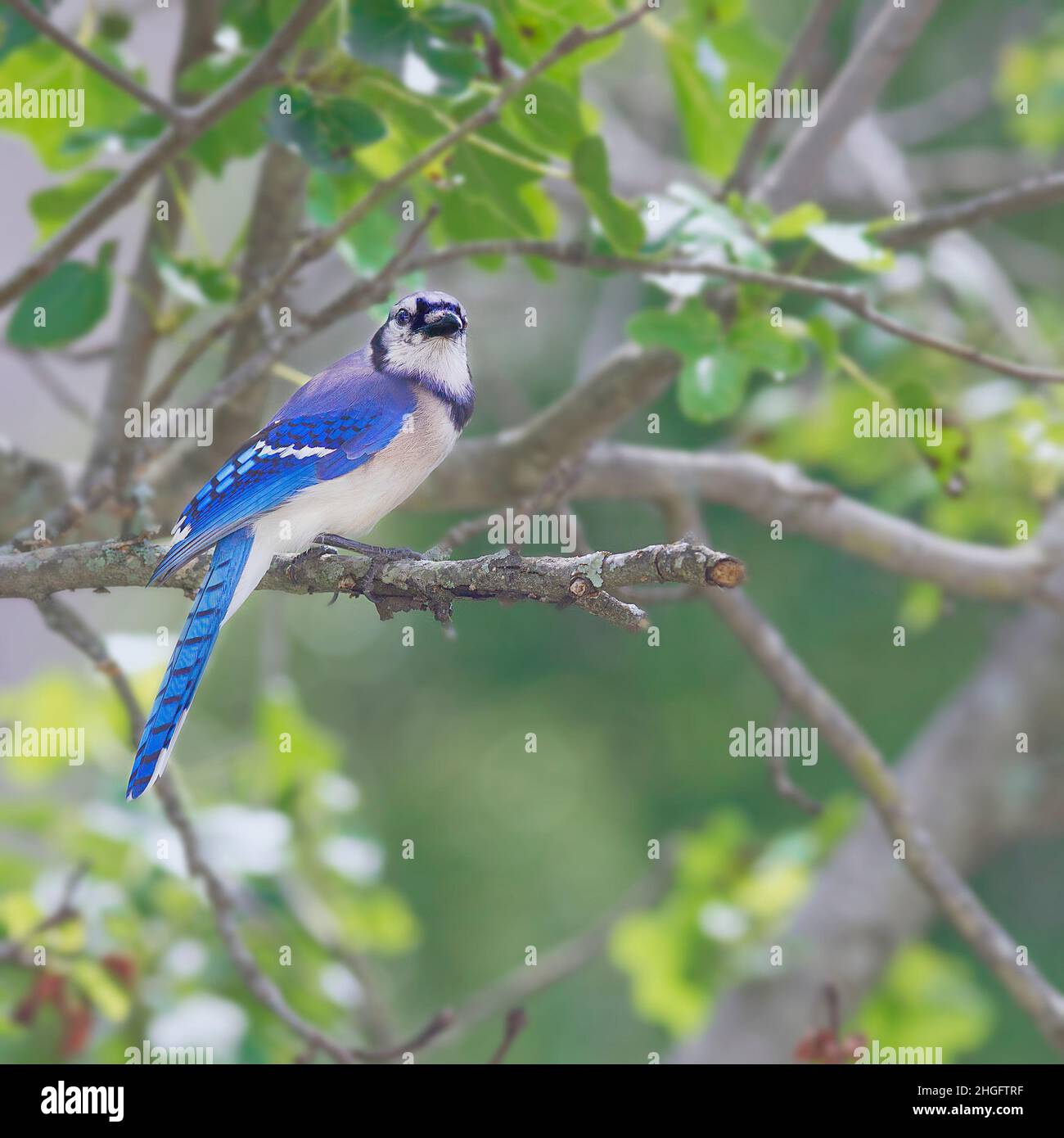 Bluejay sitting on a branch in early morning Stock Photo - Alamy