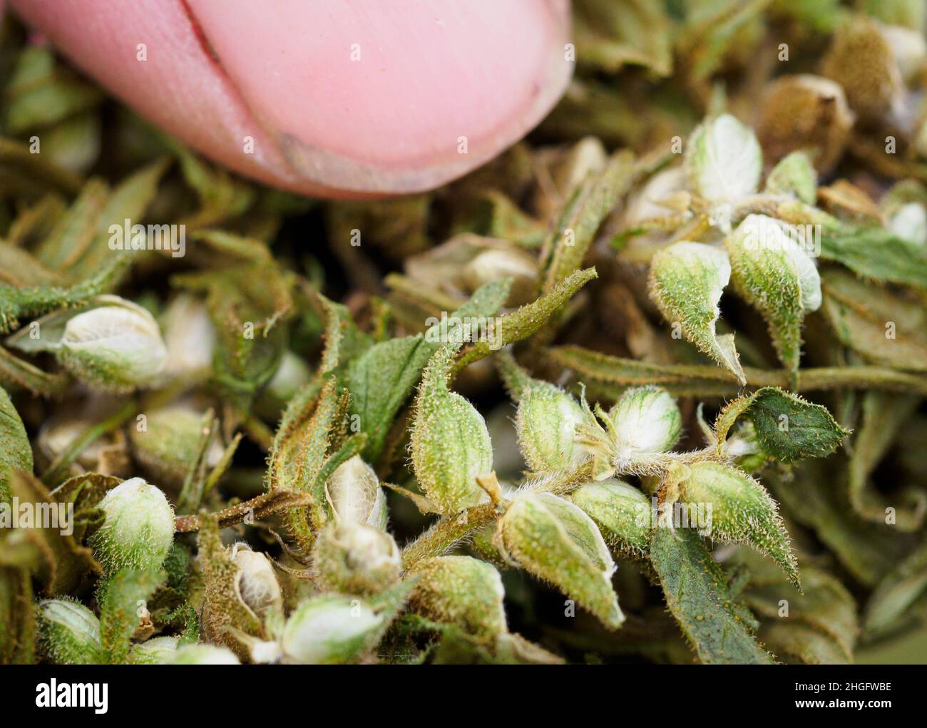 Bioranch hi-res stock photography and images - Alamy