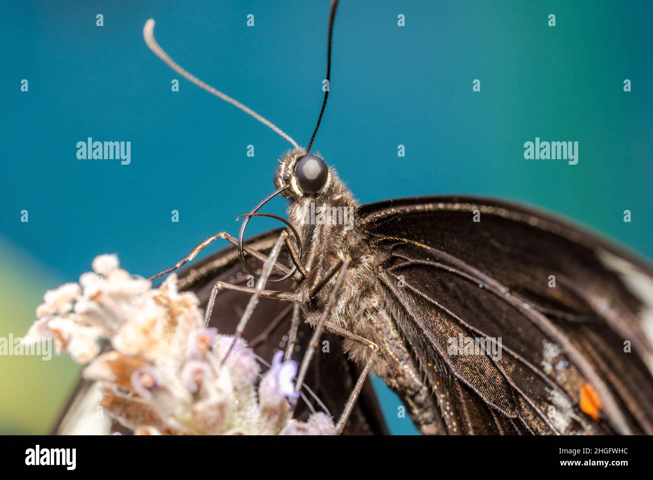 Half creatures hi-res stock photography and images - Alamy