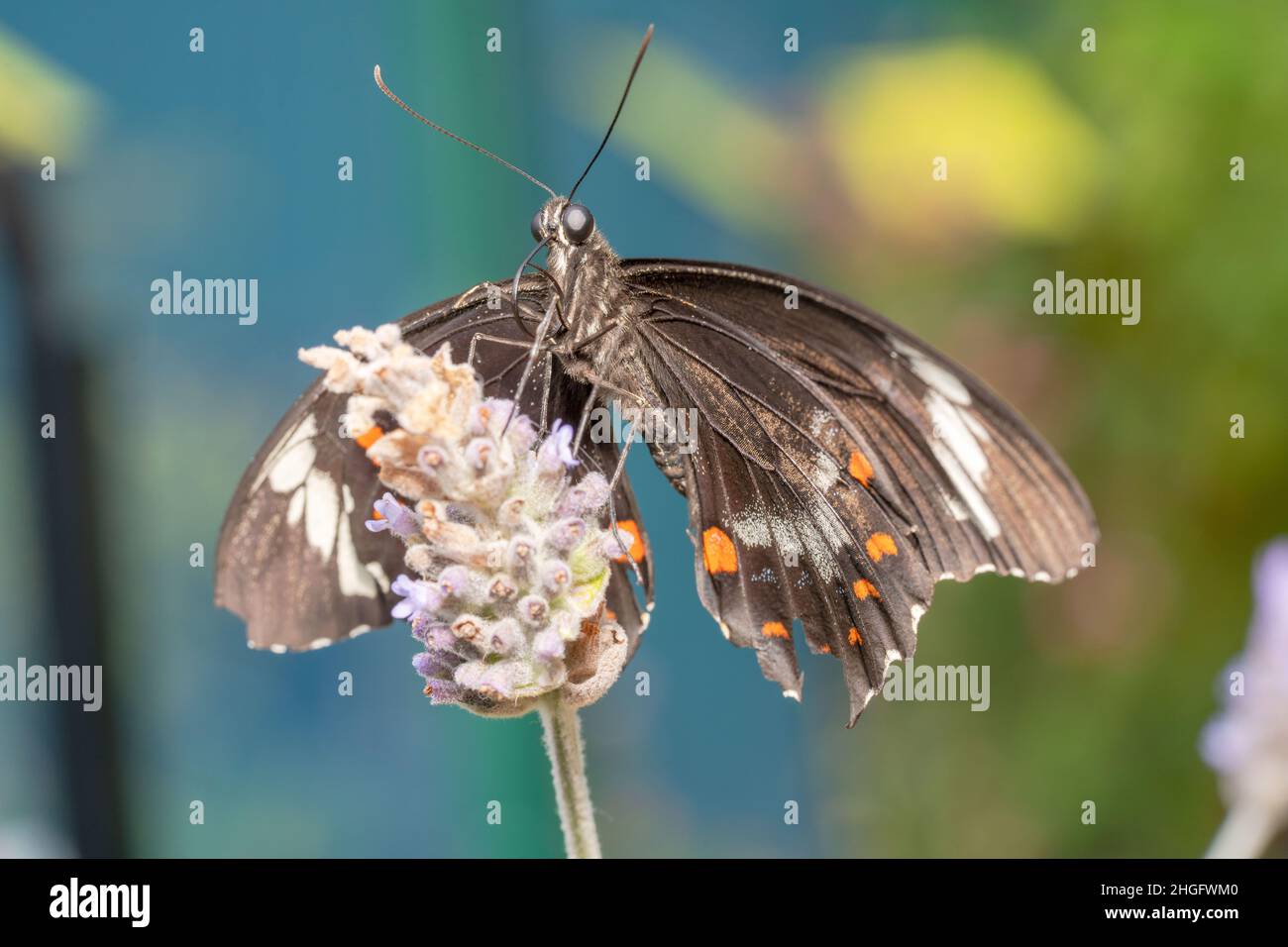 Crow swallowtail hi-res stock photography and images - Alamy