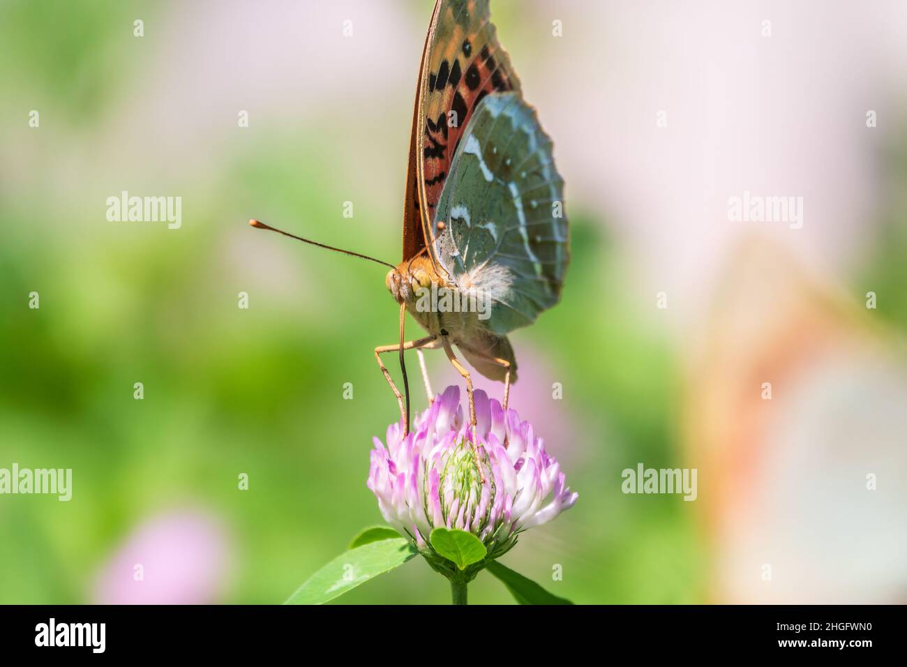 The dark green fritillary butterfly collects nectar on flower. Speyeria ...