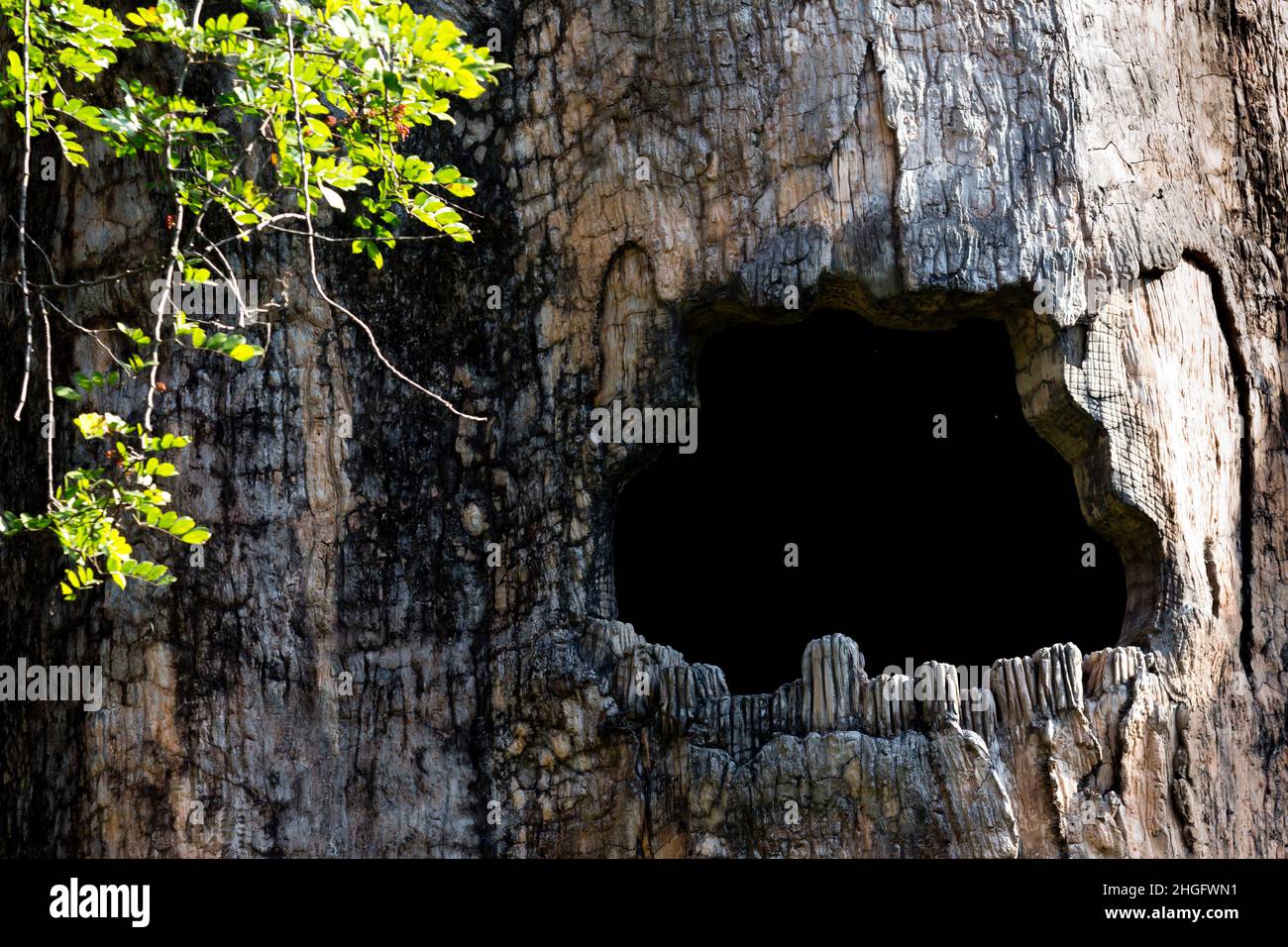 Big hollow tree hi-res stock photography and images - Alamy
