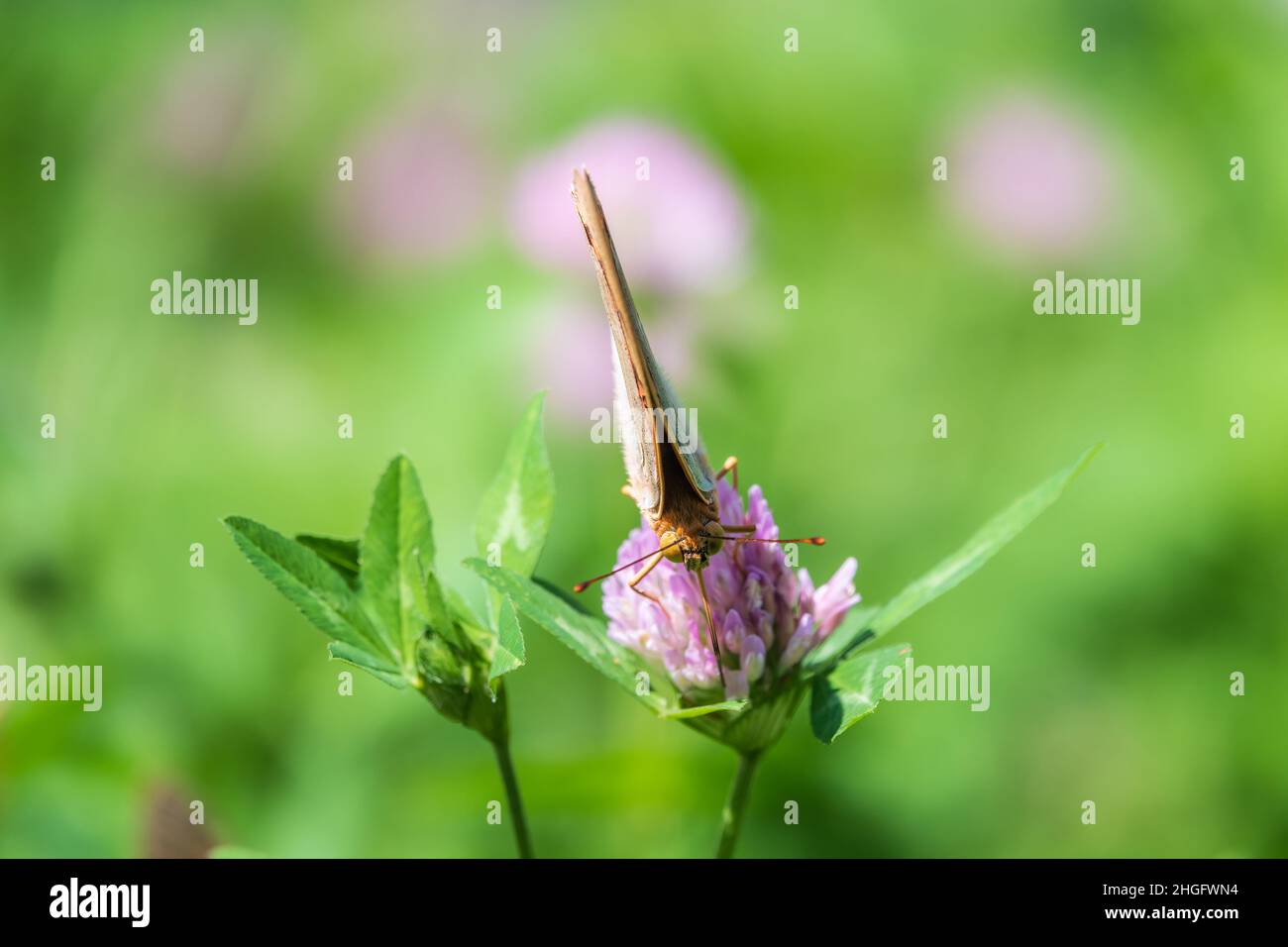 The dark green fritillary butterfly collects nectar on flower. Speyeria ...