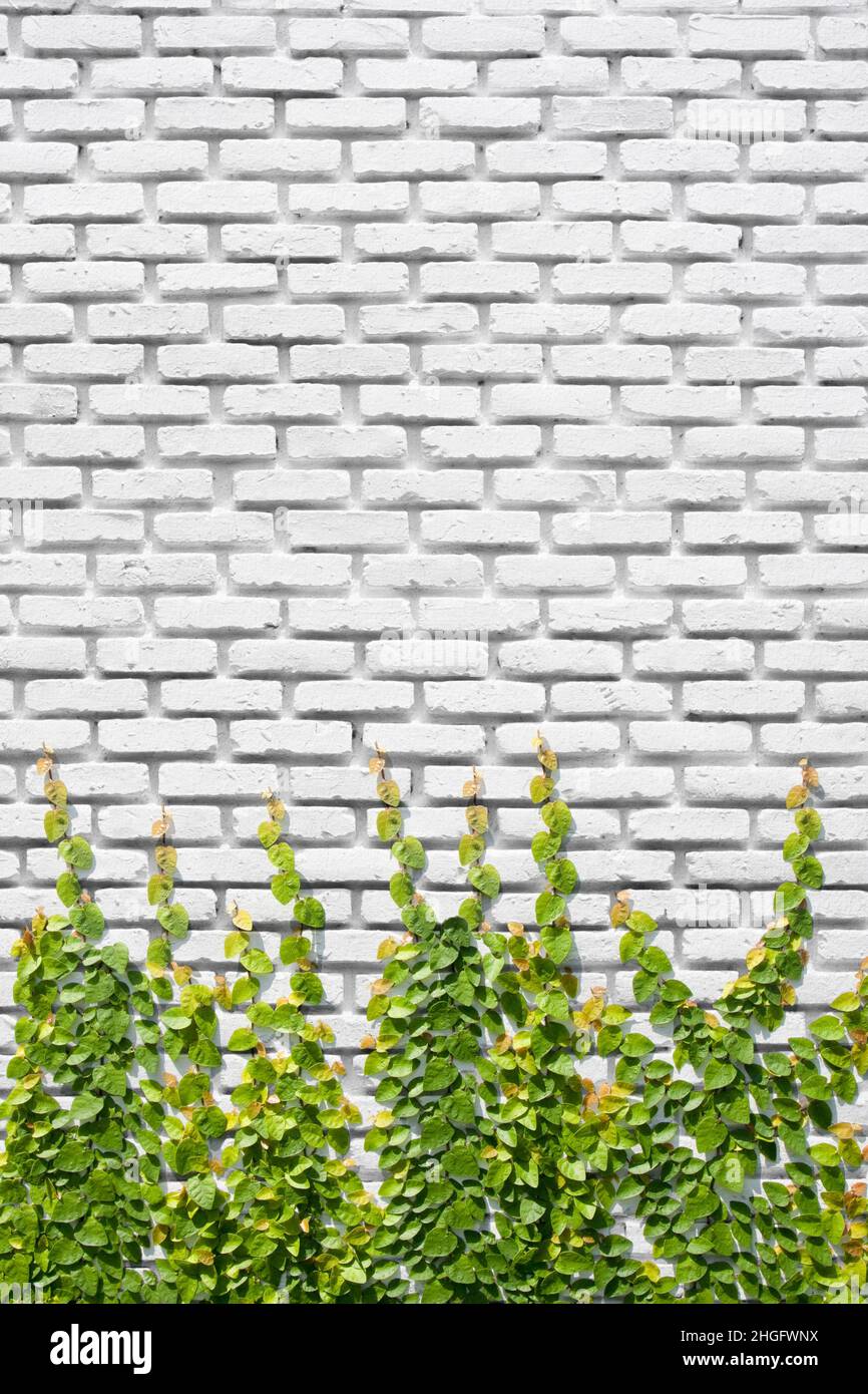 Climbing Ficus pumila on brick wall Stock Photo - Alamy