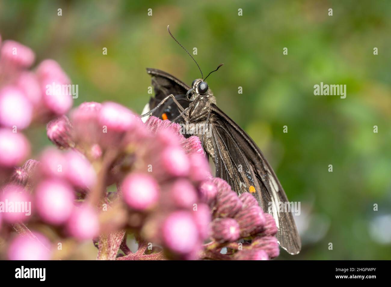 Broken butterfly wings hi-res stock photography and images - Alamy