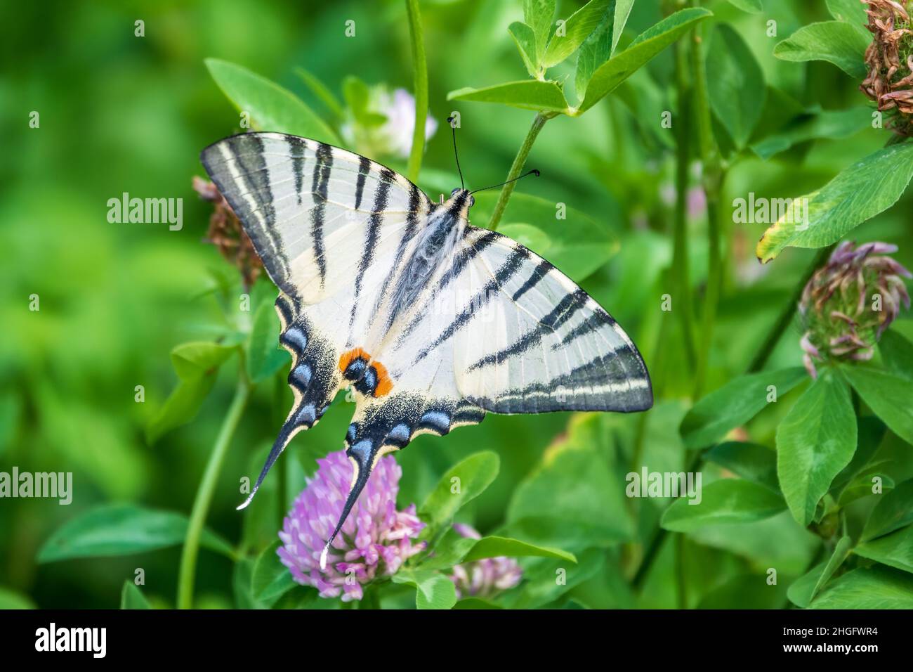 Beautiful Butterfly Scarce Swallowtail, Sail Swallowtail, Pear-tree ...